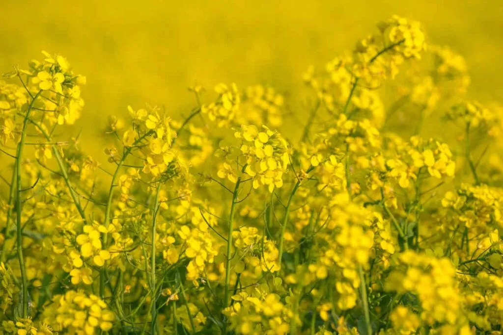 Gardening with Wally Richards: Green crops and seed storage - Daily ...