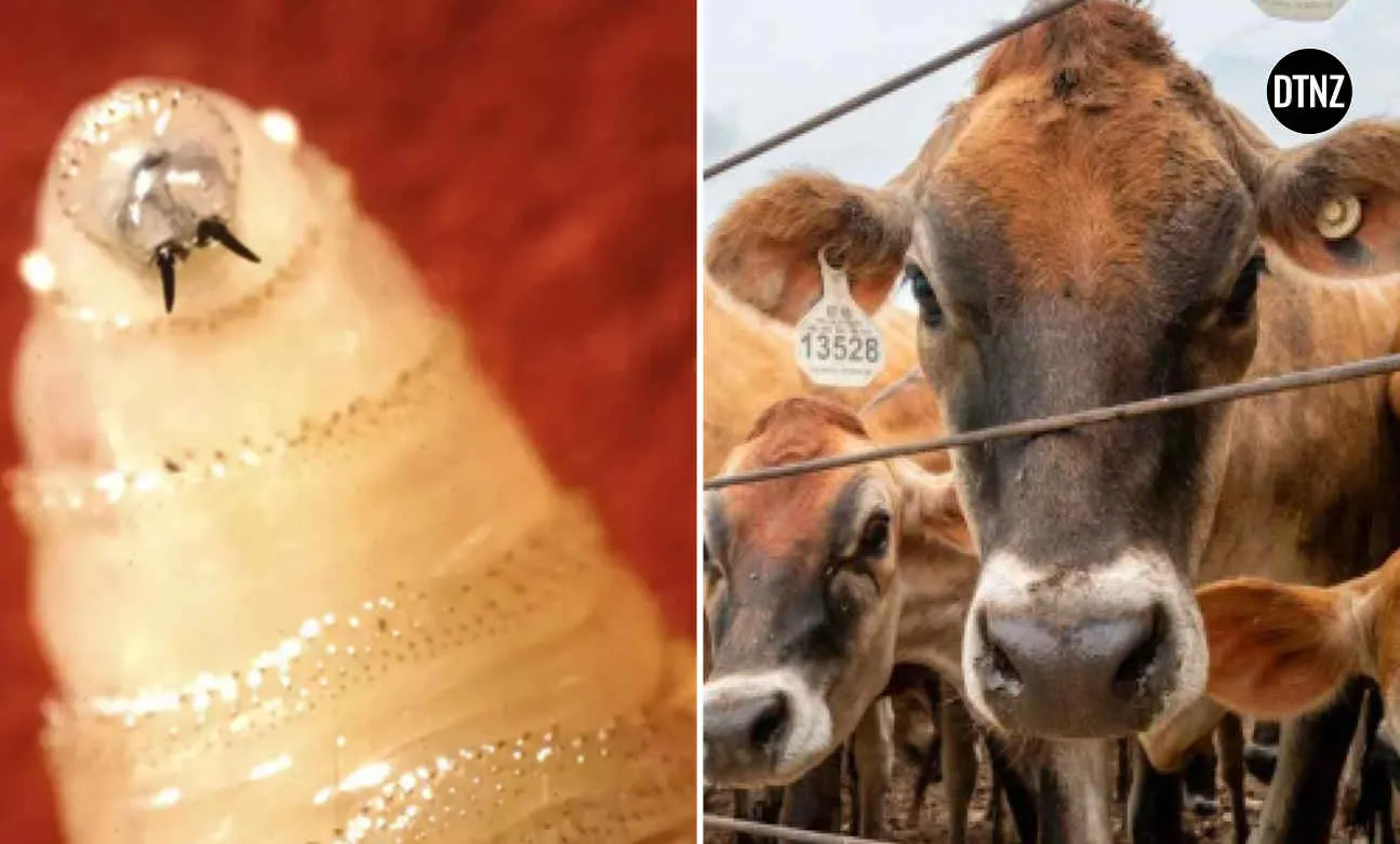 Canada blocks Texas livestock over flesh-eating parasite outbreak ...