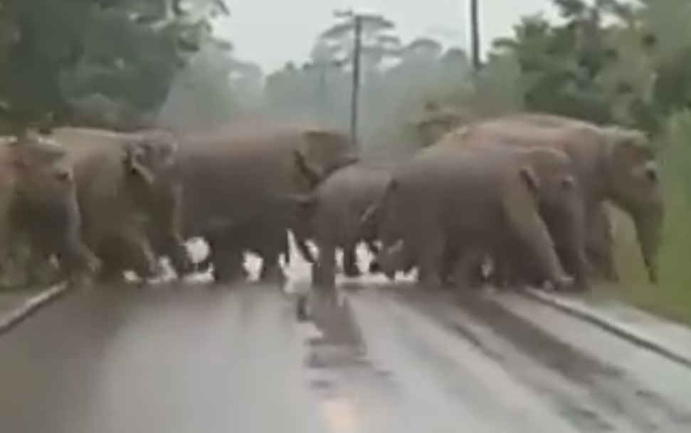 Watch: Elephant thanks motorist for stopping - Daily Telegraph NZ