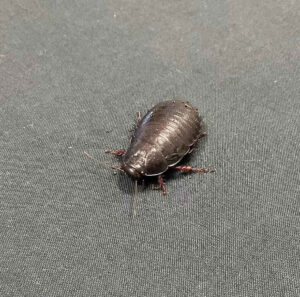 Giant Cockroach Reemerges in Australia After More Than 80 Years of ...