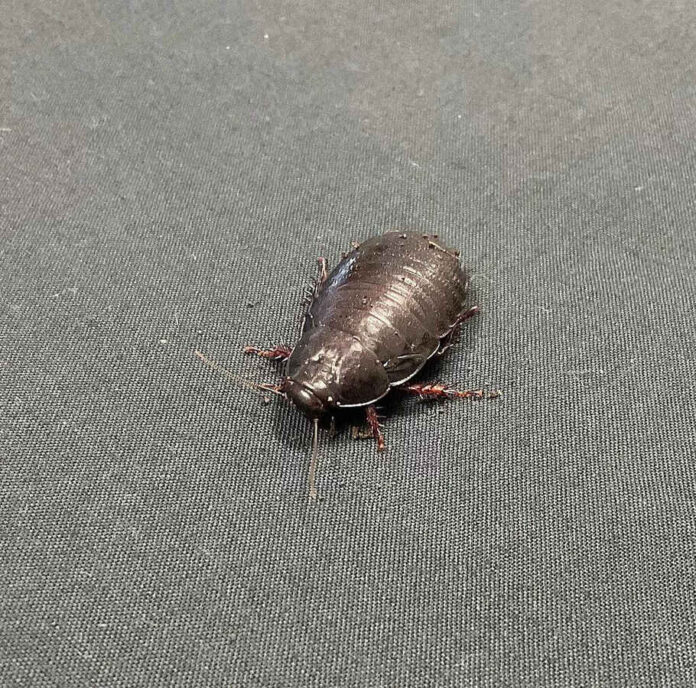 Giant Cockroach Reemerges in Australia After More Than 80 Years of ...