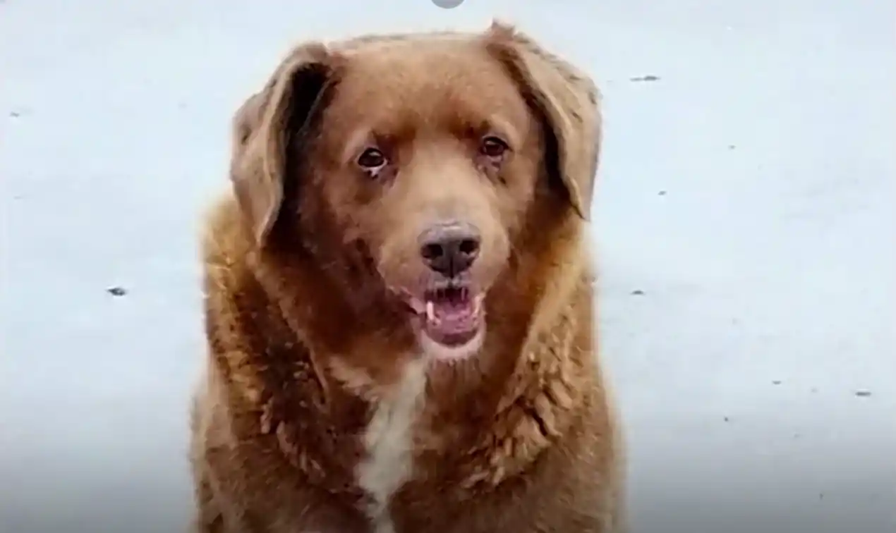 Guinness crowns 30-Year-Old pooch from Europe 'Oldest Dog Ever' - Daily ...