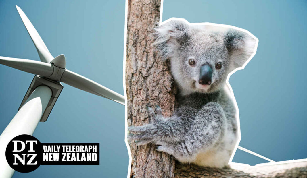Koalas could be 'euthanised' with hammers to make way for Queensland ...