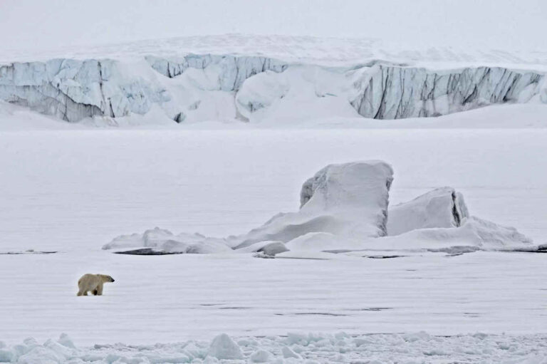 Is the Arctic really going to be iceless by 2050? - Daily Telegraph NZ