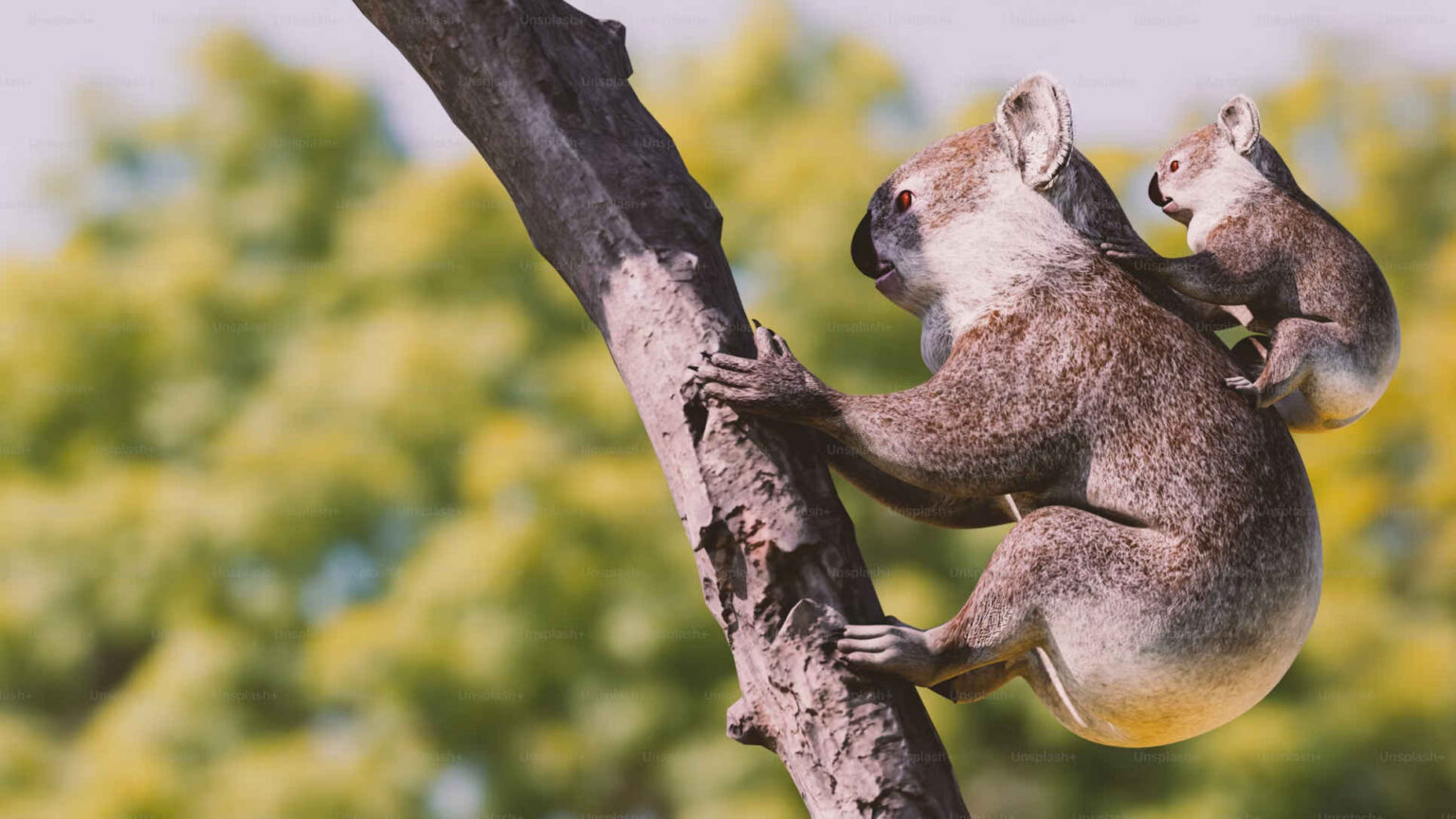 Australian authorities face backlash over koala cull - Daily Telegraph NZ