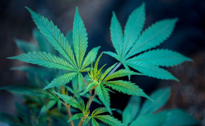 Vietnamese cannabis crime syndicate exploits NZ visa system to import ...