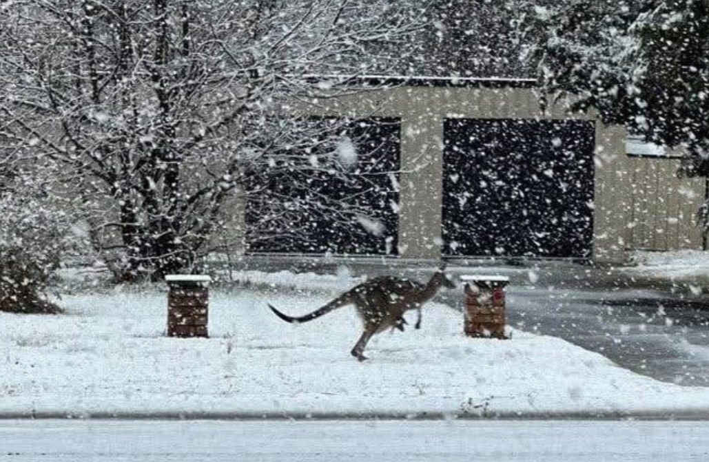 Heavy snow falls in NSW - Daily Telegraph NZ