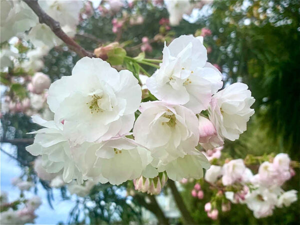 Love wins — Alanna Ratna - Daily Telegraph NZ