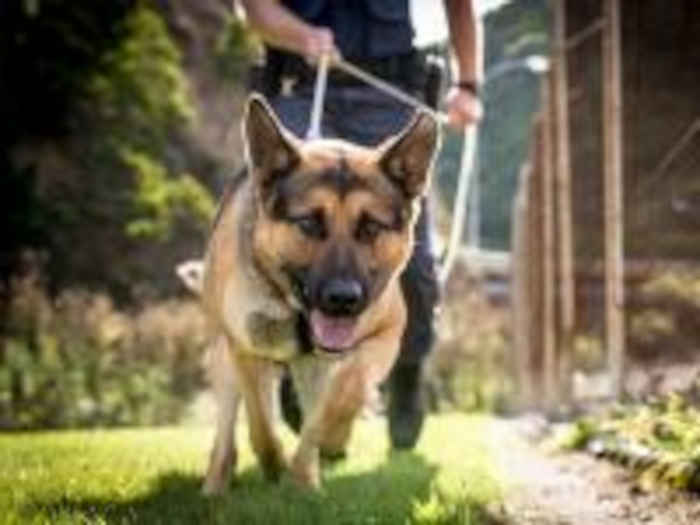 Police dog tracks down trio after Cambridge burglary spree - Daily ...