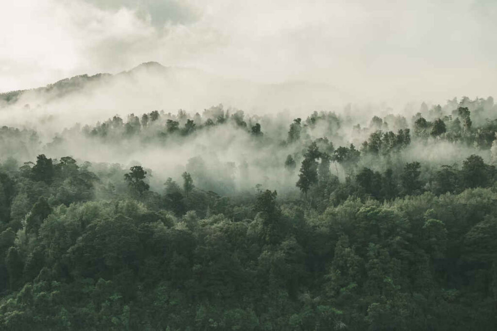 Govt unveils 'carbon removals framework' and streamlines 'climate ...