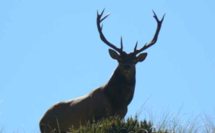 Public to have say on managing NZ’s first 'special deer herds' - Daily ...