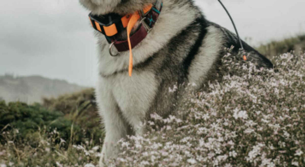 Government orders dog control law review - Daily Telegraph NZ