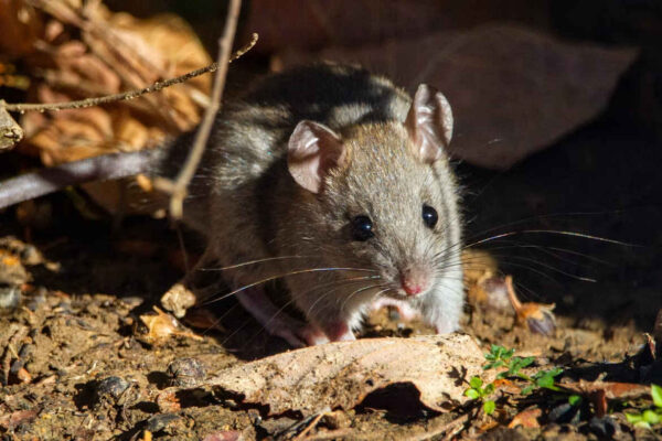 'Mouse plague' ravages crops across Western and South Australia - Daily ...