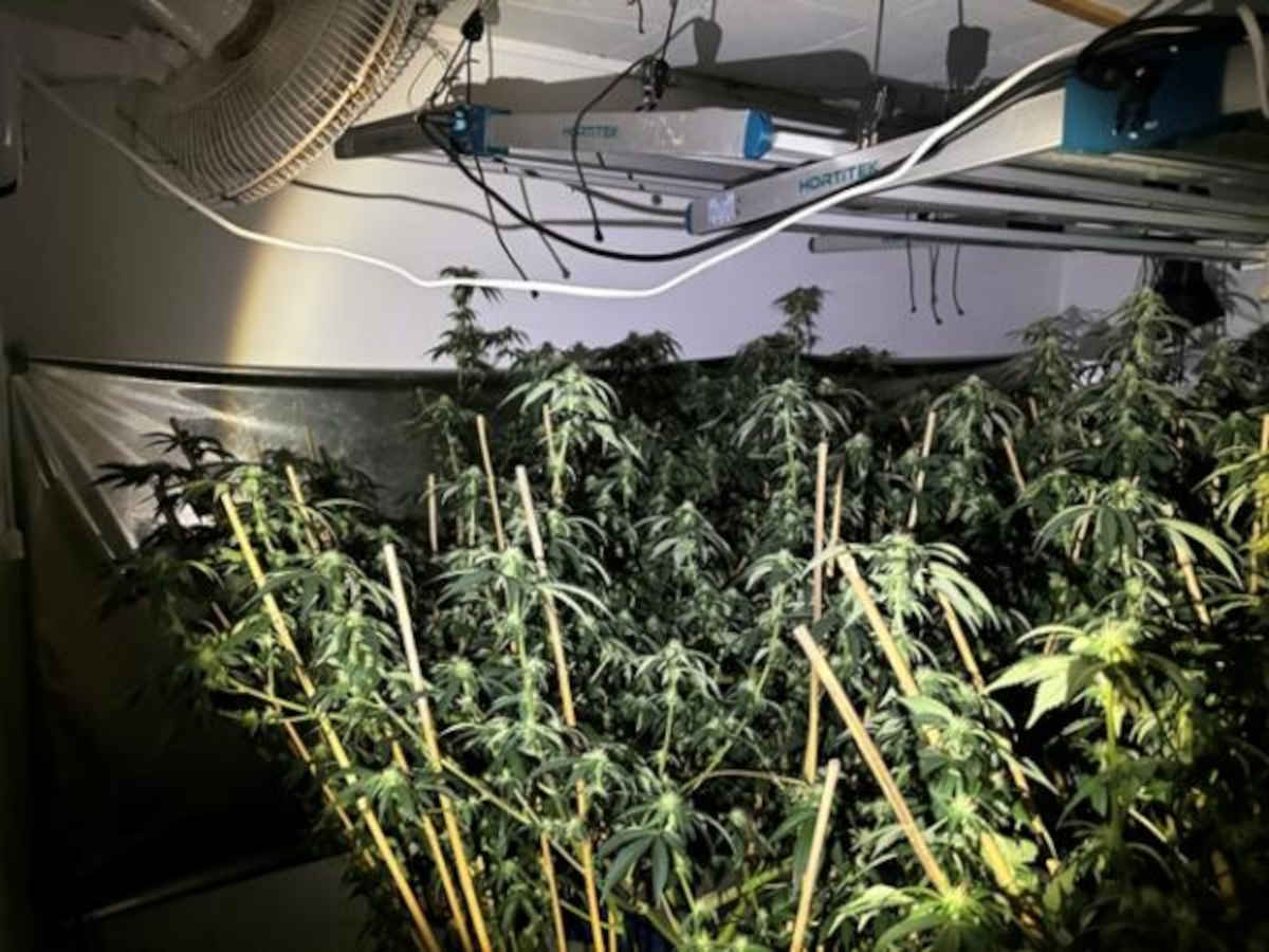 Operation Green: Police dig out cannabis operation - Daily Telegraph NZ