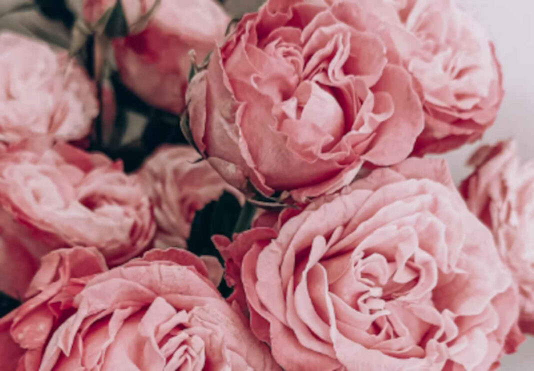 Gardening with Wally Richards: Roses and winter clean up - Daily ...