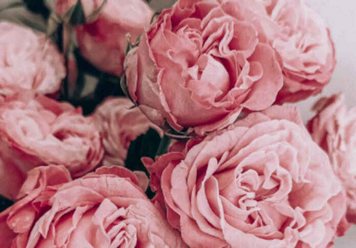 Gardening with Wally Richards: Roses and winter clean up - Daily ...