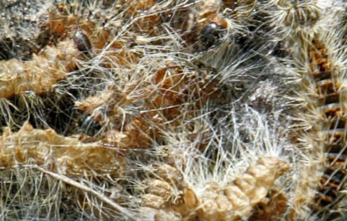 Toxic swarm hits Berlin - Daily Telegraph NZ